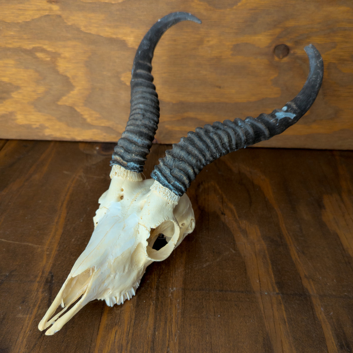 Springbok Skull – Ballyhoo Curiosity Shop