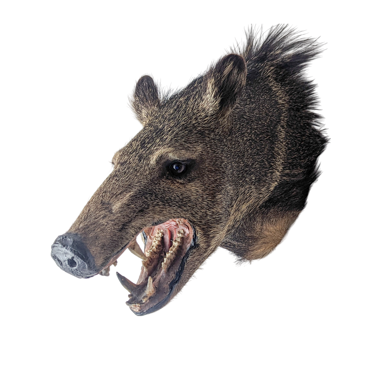 Vintage Taxidermy Javelina Wall Mount – Ballyhoo Curiosity Shop