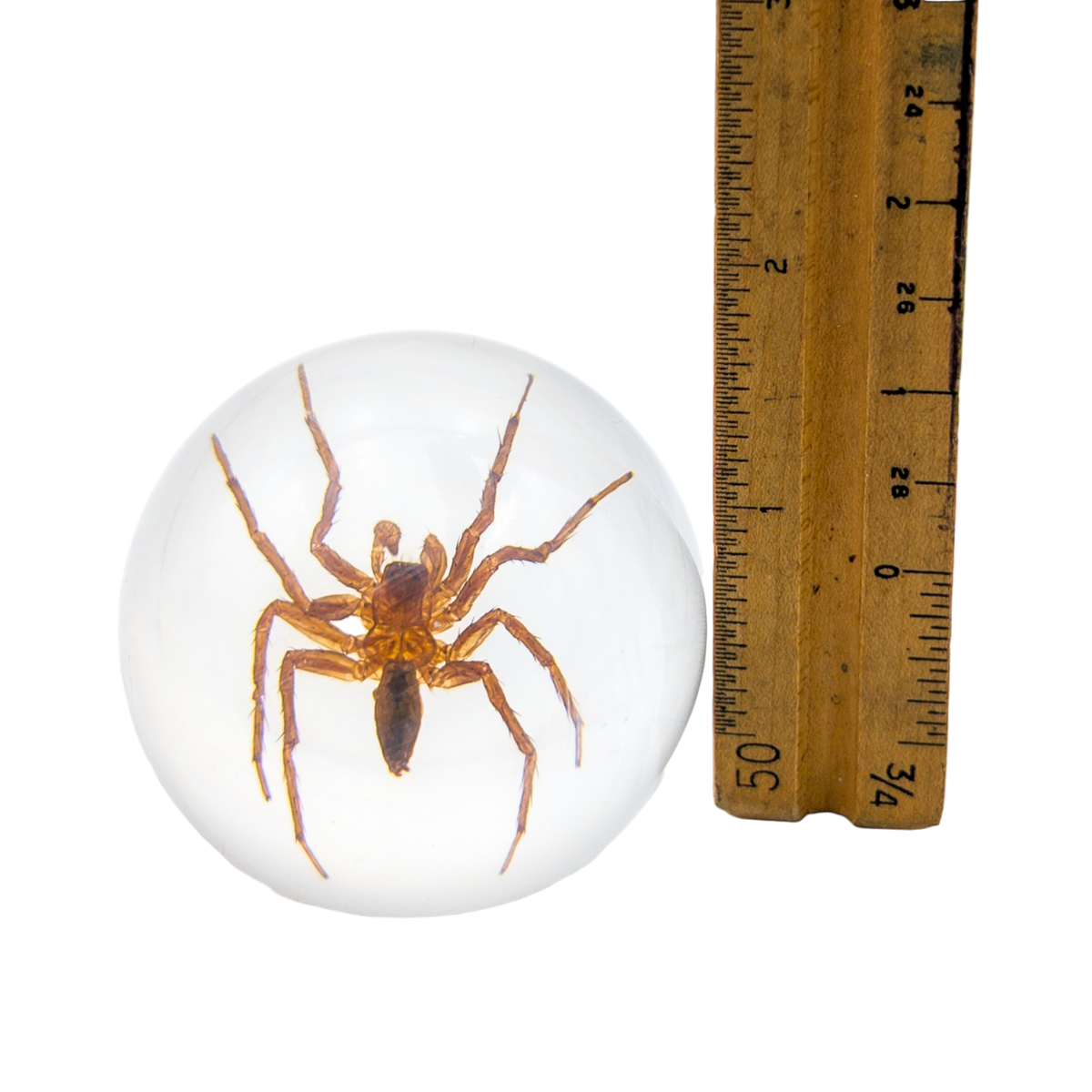 Real Spider Resin Sphere – Ballyhoo Curiosity Shop