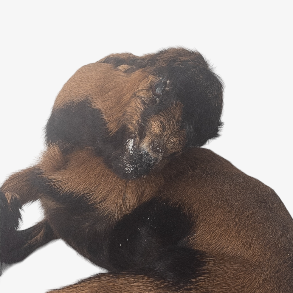 Taxidermy Stillborn Fetal Goat – Ballyhoo Curiosity Shop