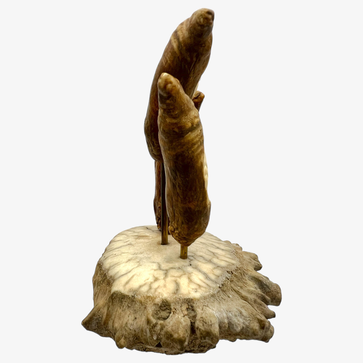 Carved Fossilized Sperm Whale Teeth on Moose Antler Stand – Ballyhoo ...