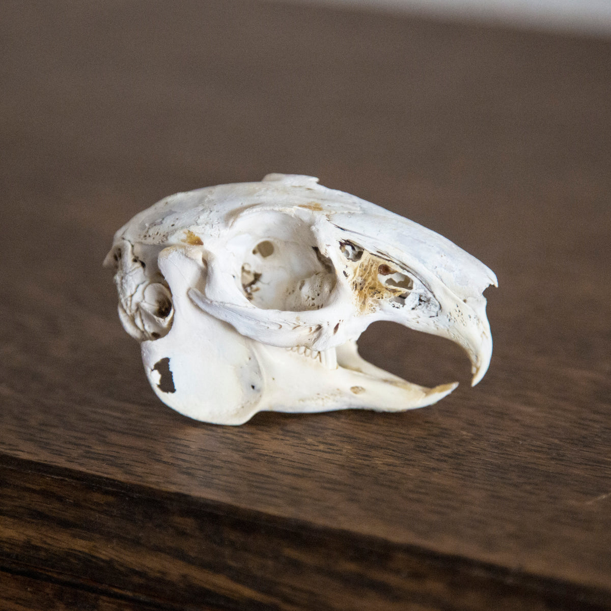 Jackrabbit Skull – Ballyhoo Curiosity Shop