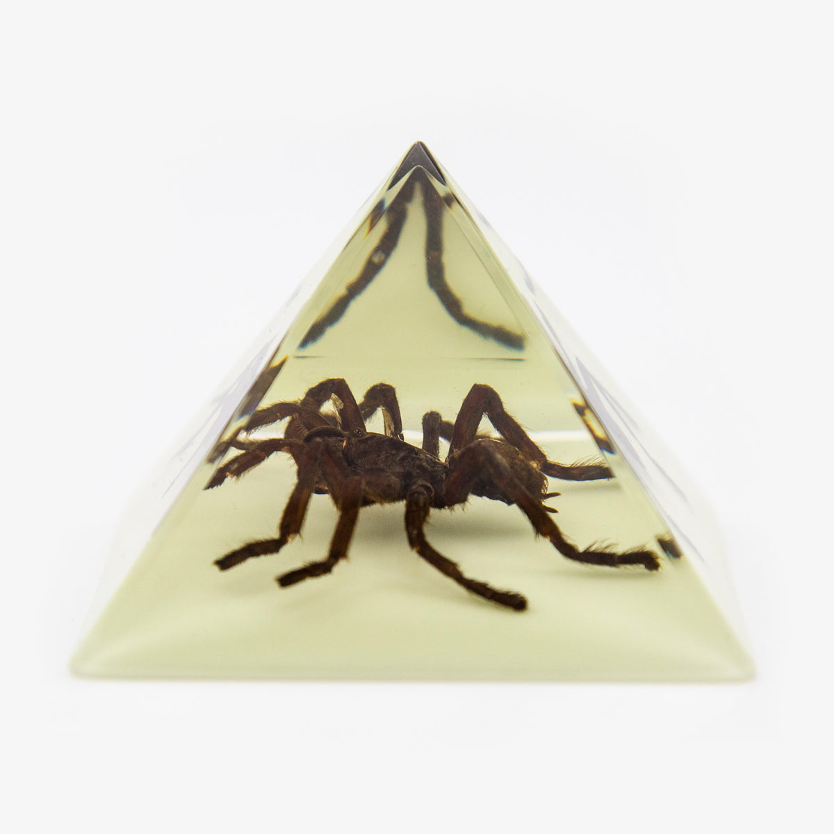 Tarantula Resin Pyramid – Ballyhoo Curiosity Shop