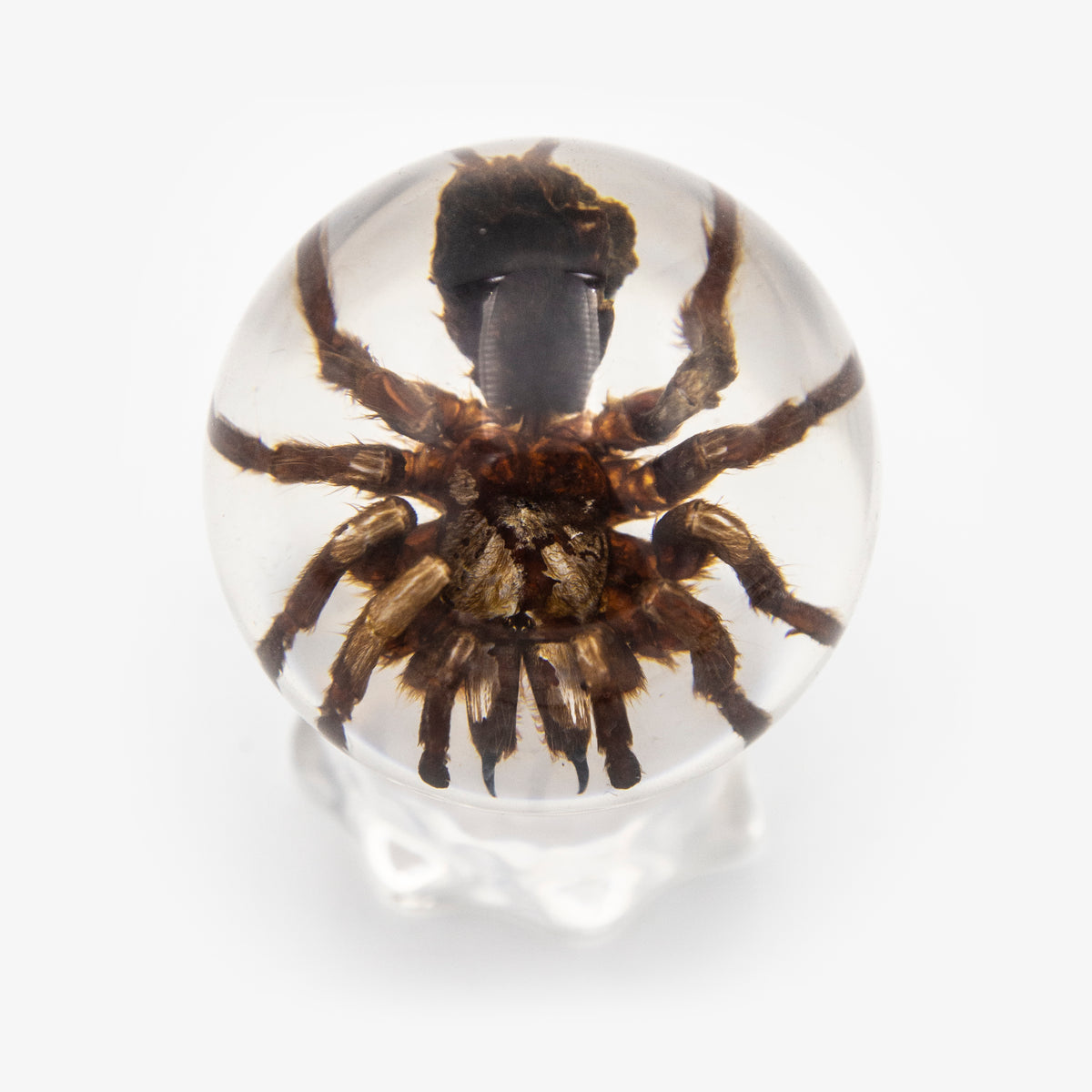 Real Tarantula Resin Sphere – Ballyhoo Curiosity Shop