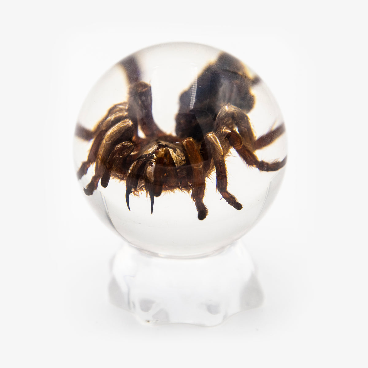 Real Tarantula Resin Sphere – Ballyhoo Curiosity Shop