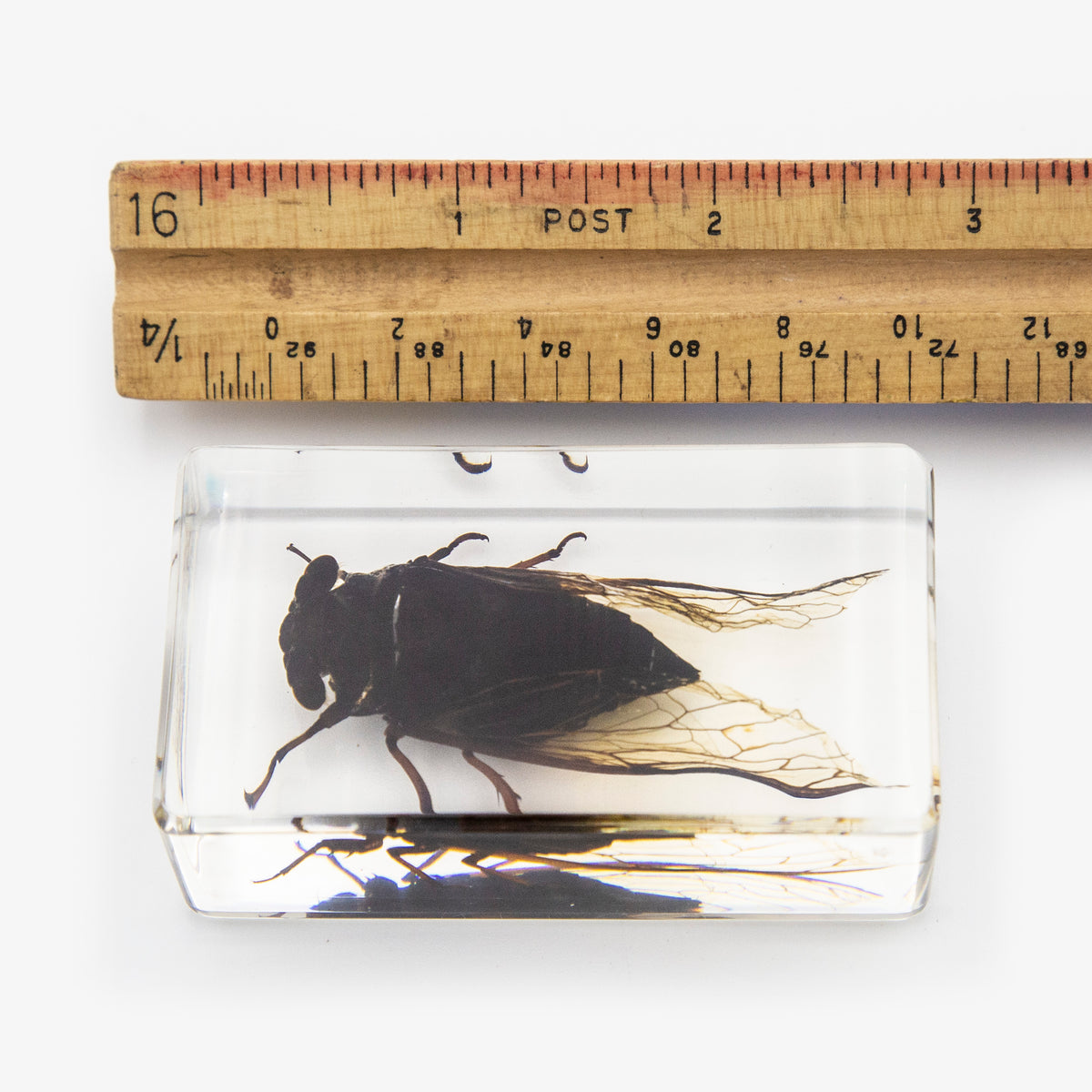 Cicada Resin Paperweight – Ballyhoo Curiosity Shop