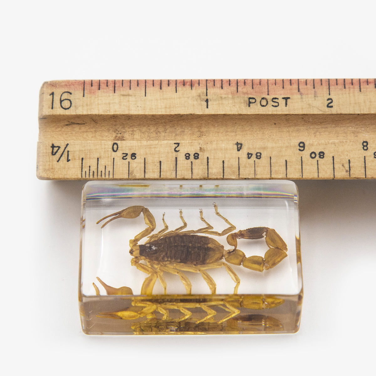 Golden Scorpion Resin Paperweight (Small) – Ballyhoo Curiosity Shop