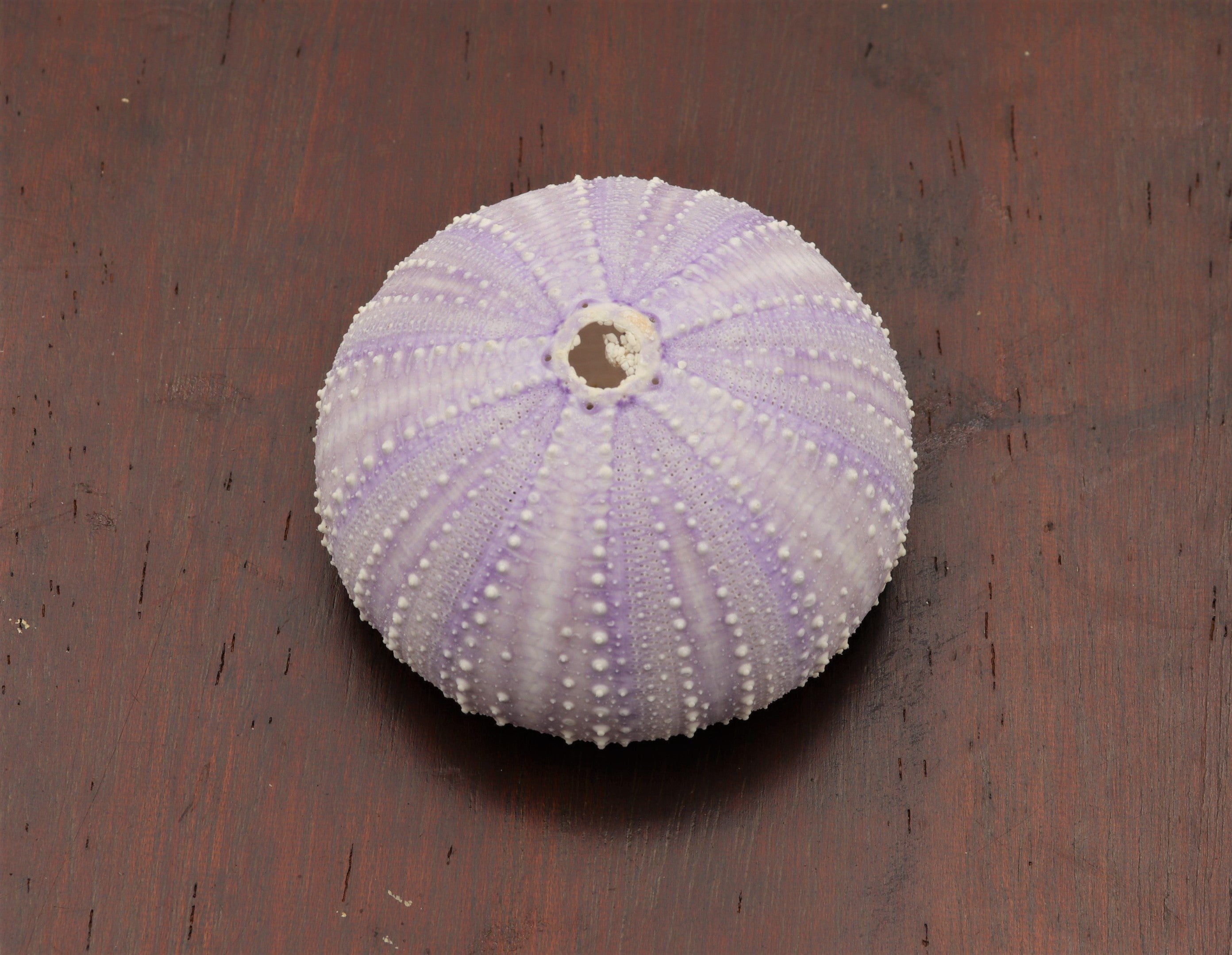 Purple Sea Urchin Shell