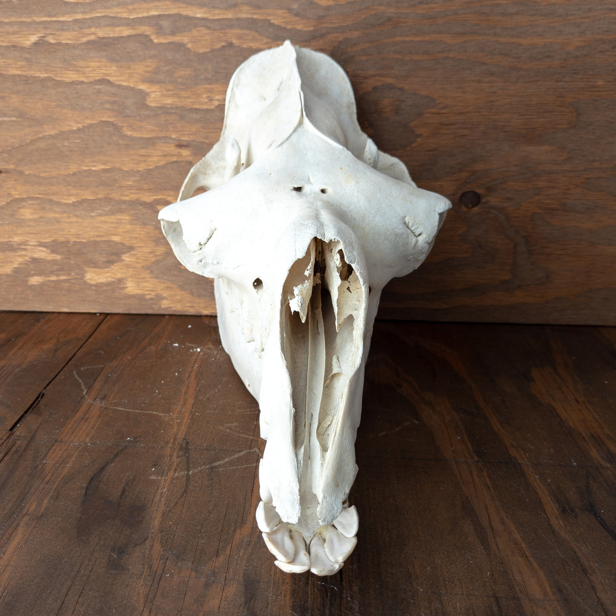 Dromedary Camel Skull – Ballyhoo Curiosity Shop
