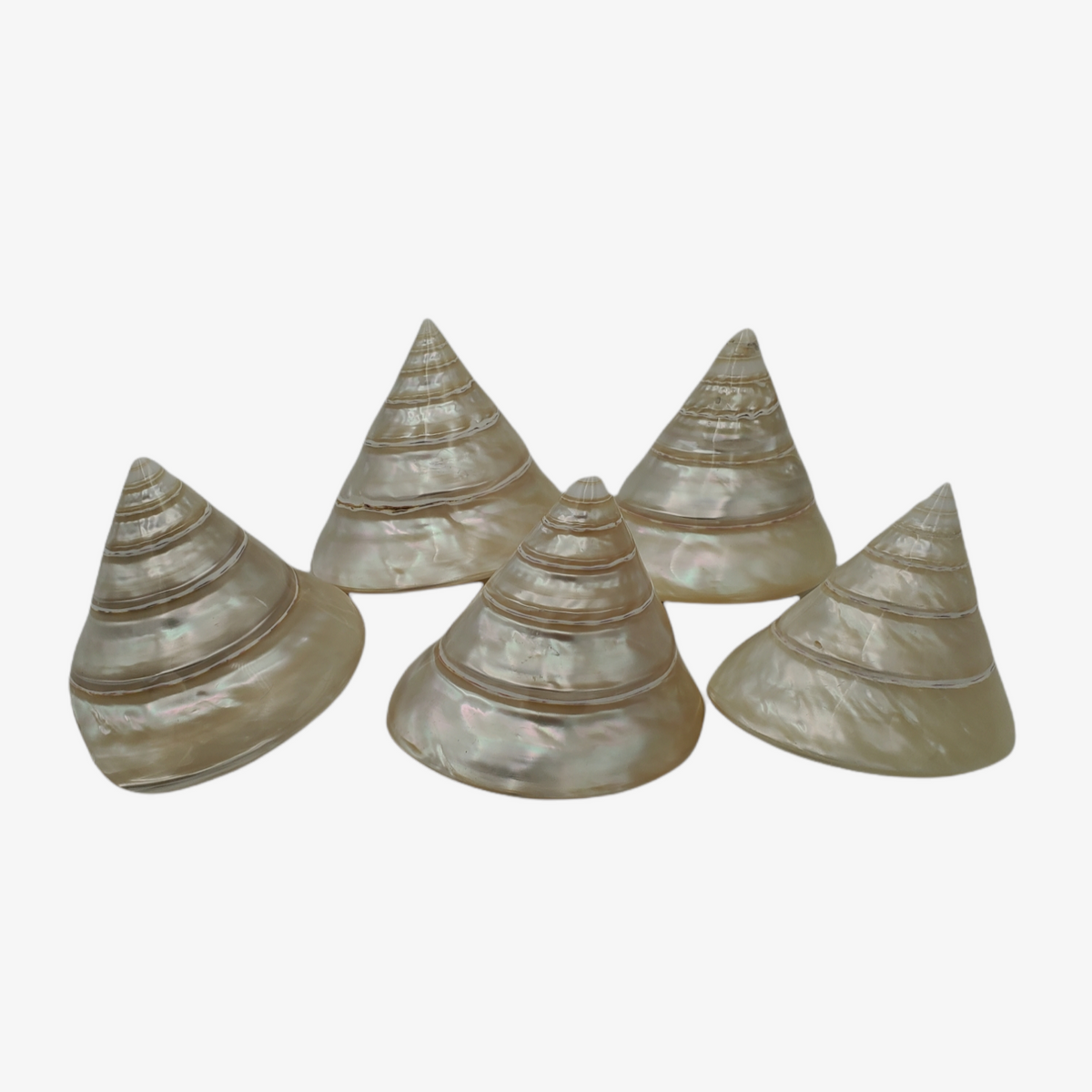 Polished Commercial Top Shell – Ballyhoo Curiosity Shop