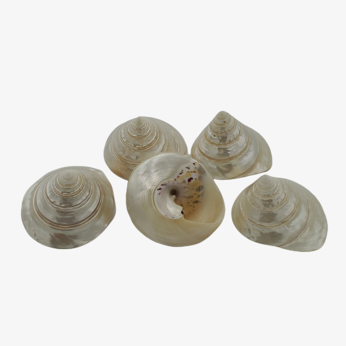 Polished Commercial Top Shell – Ballyhoo Curiosity Shop