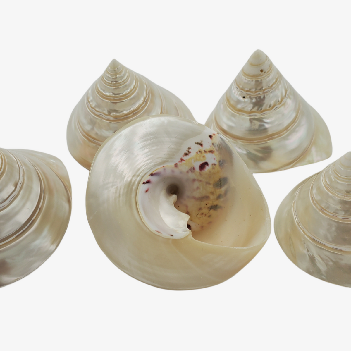 Polished Commercial Top Shell – Ballyhoo Curiosity Shop