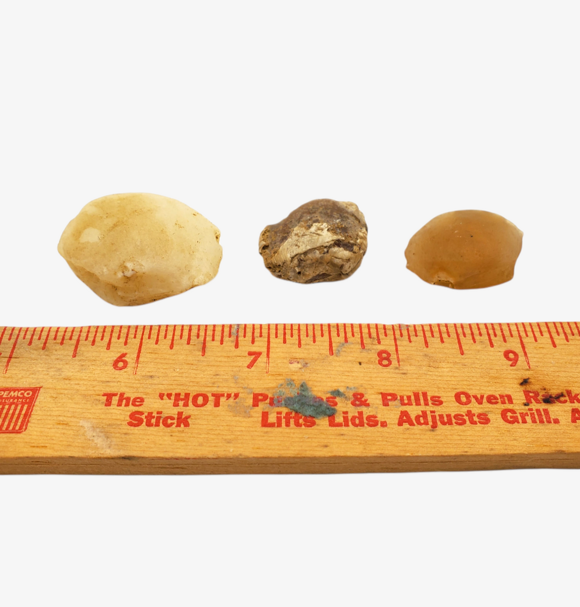 Agatized Fossil Clam – Ballyhoo Curiosity Shop