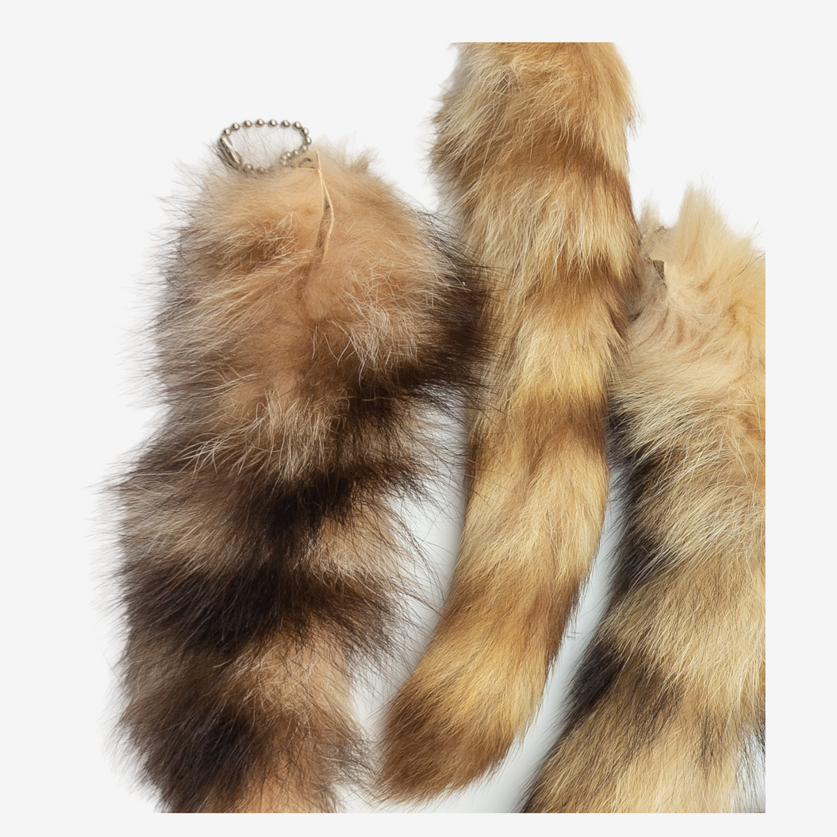 Tanned Raccoon Tail Keychains – Ballyhoo Curiosity Shop